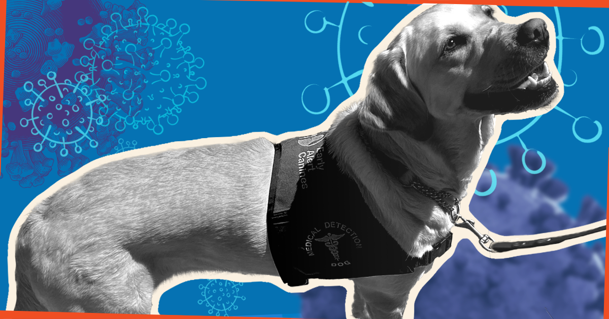 Contagious Conversations: COVID-19 Detection Dog Program | CDC Foundation